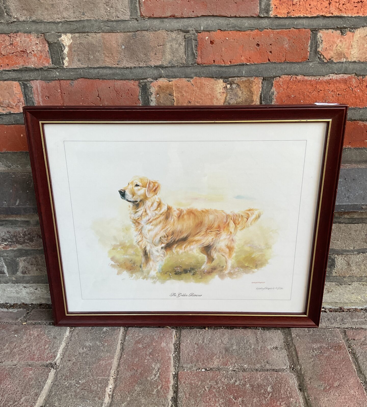 Mandy shepherd signed ltd ed print of a golden retriever – Badgers Auctions