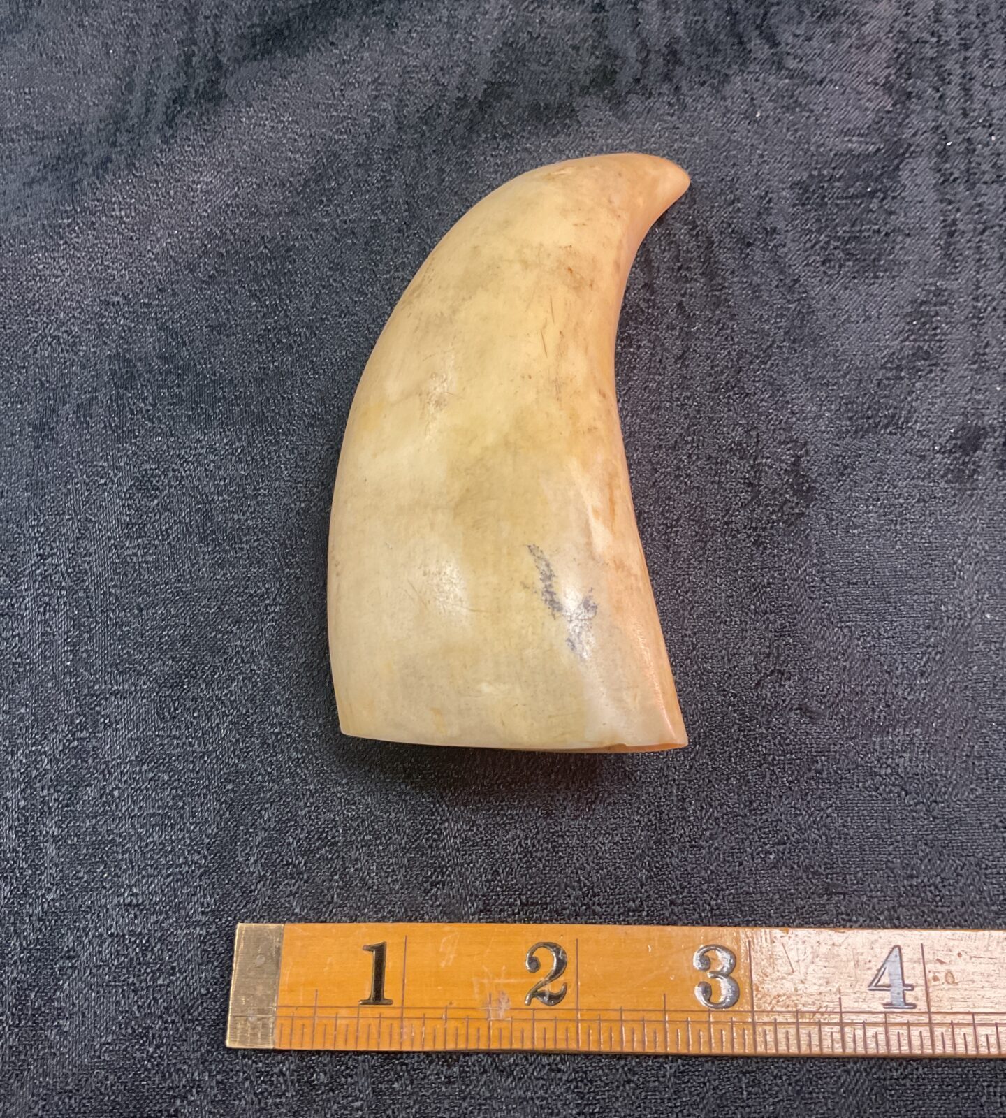 Sperm Whale Tooth – Badgers Auctions