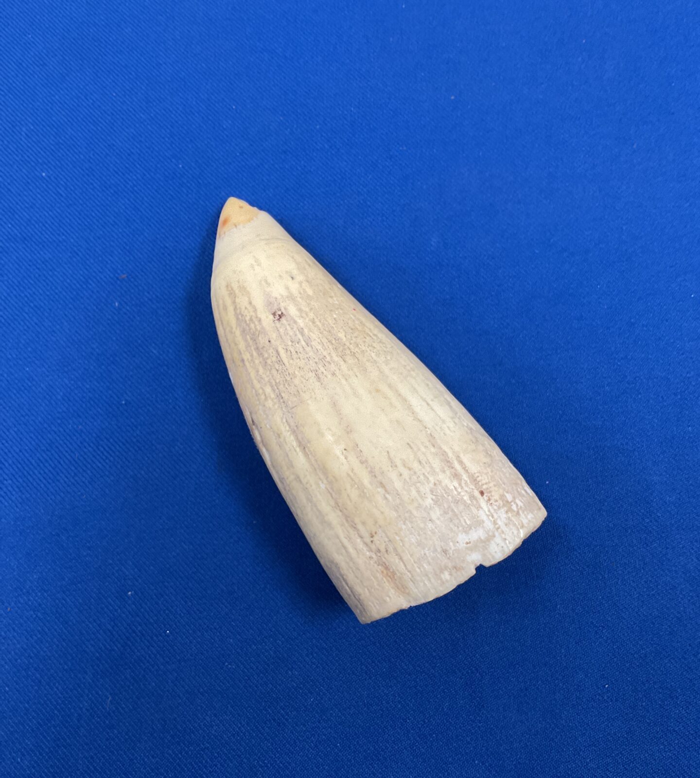 Antique natural sperm whale tooth – Badgers Auctions