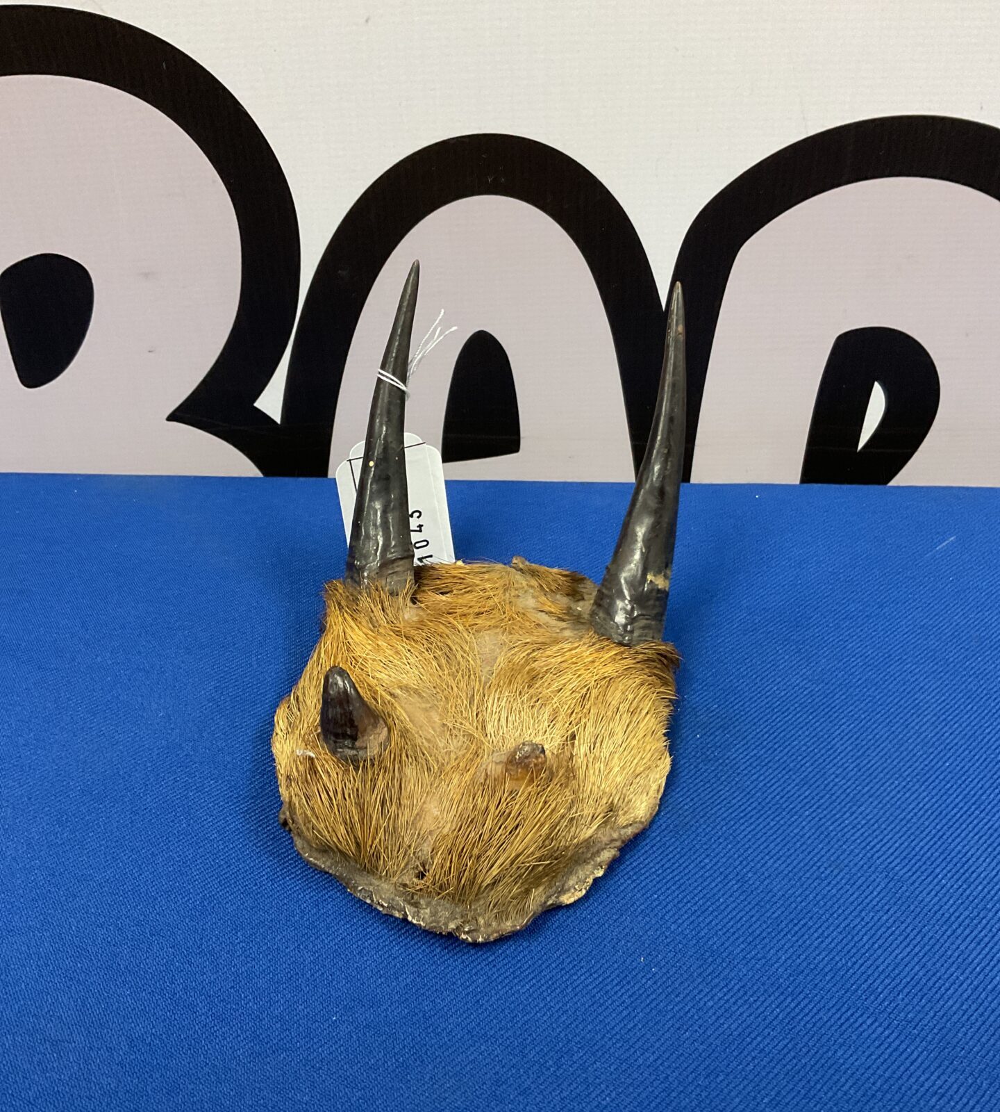 Vintage Roe deer horns with skull top – Badgers Auctions