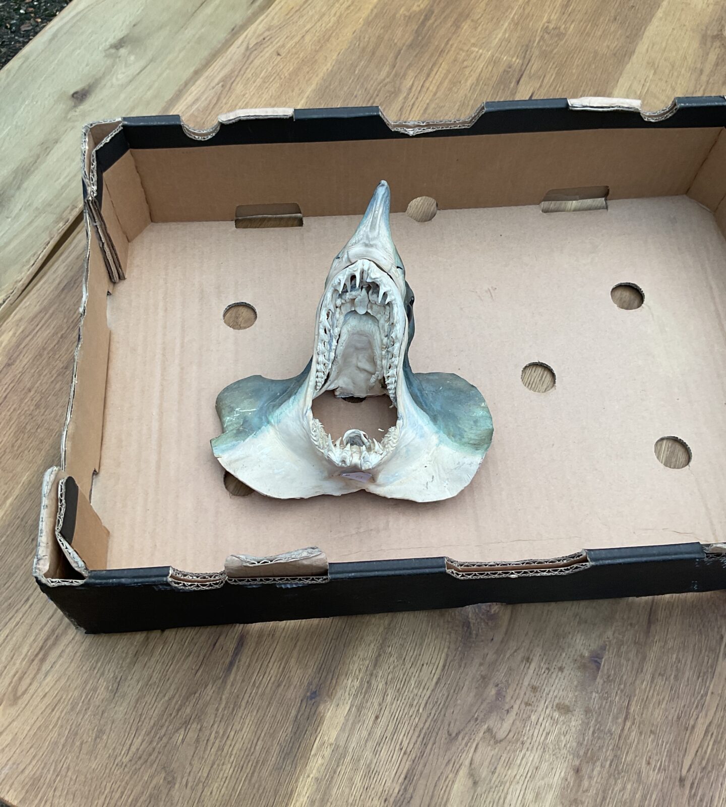taxidermy Sharks head – Badgers Auctions