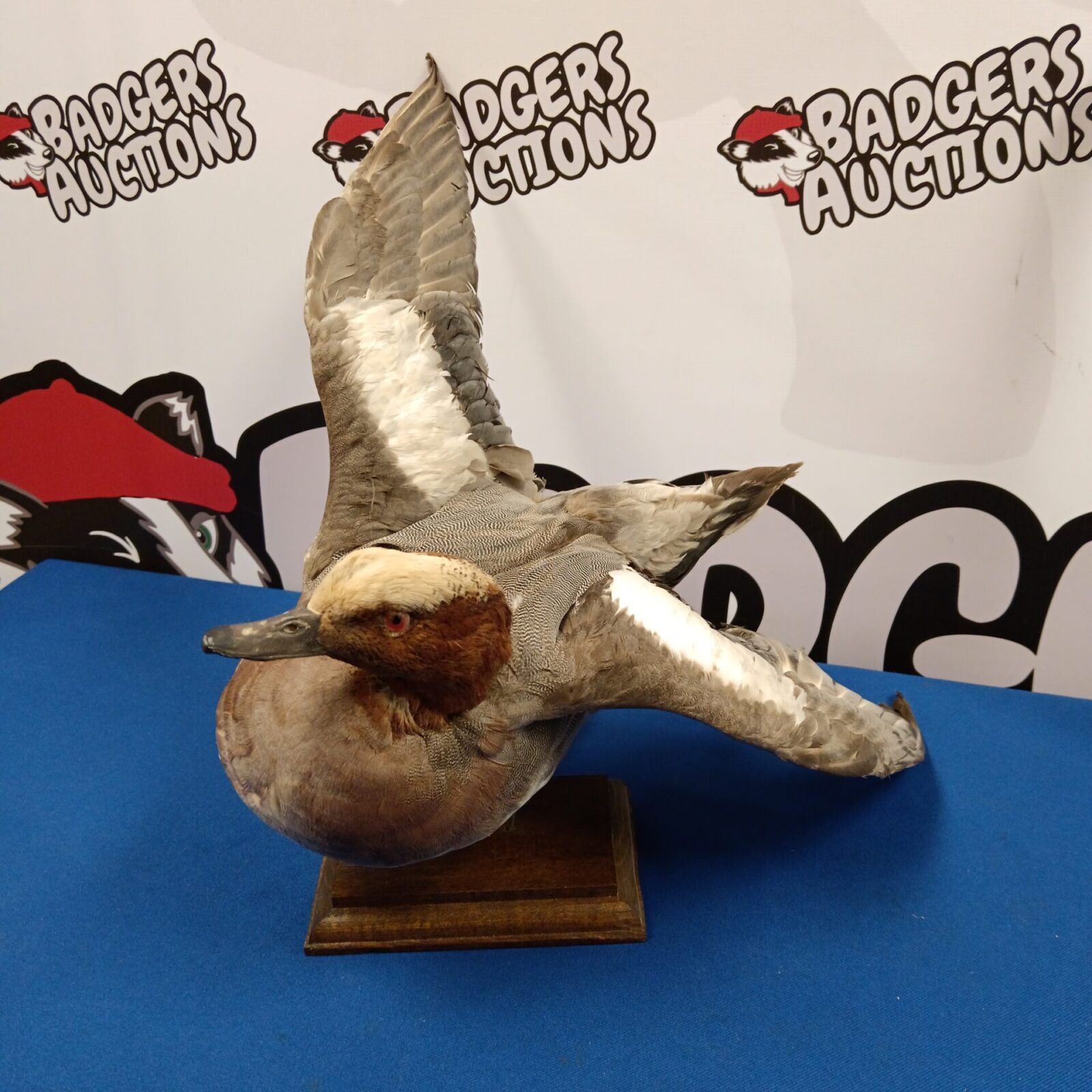 Vintage taxidermy duck in landing pose with wing out – Badgers Auctions